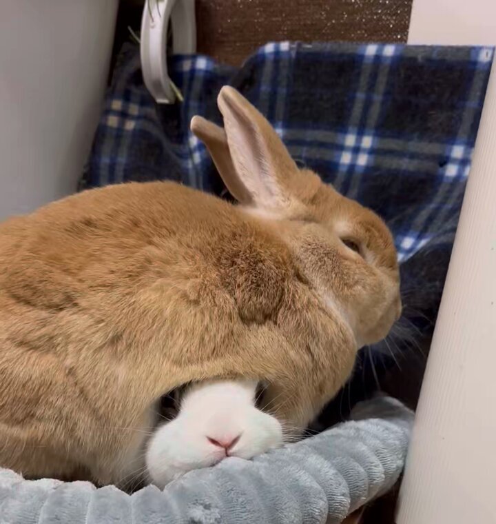 人気ポスト(@haru_siro_fuku) - Yahoo!リアルタイム検索