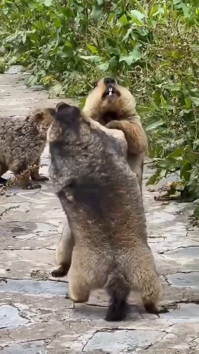 人気ポスト(@dr_marmot_) - Yahoo!リアルタイム検索