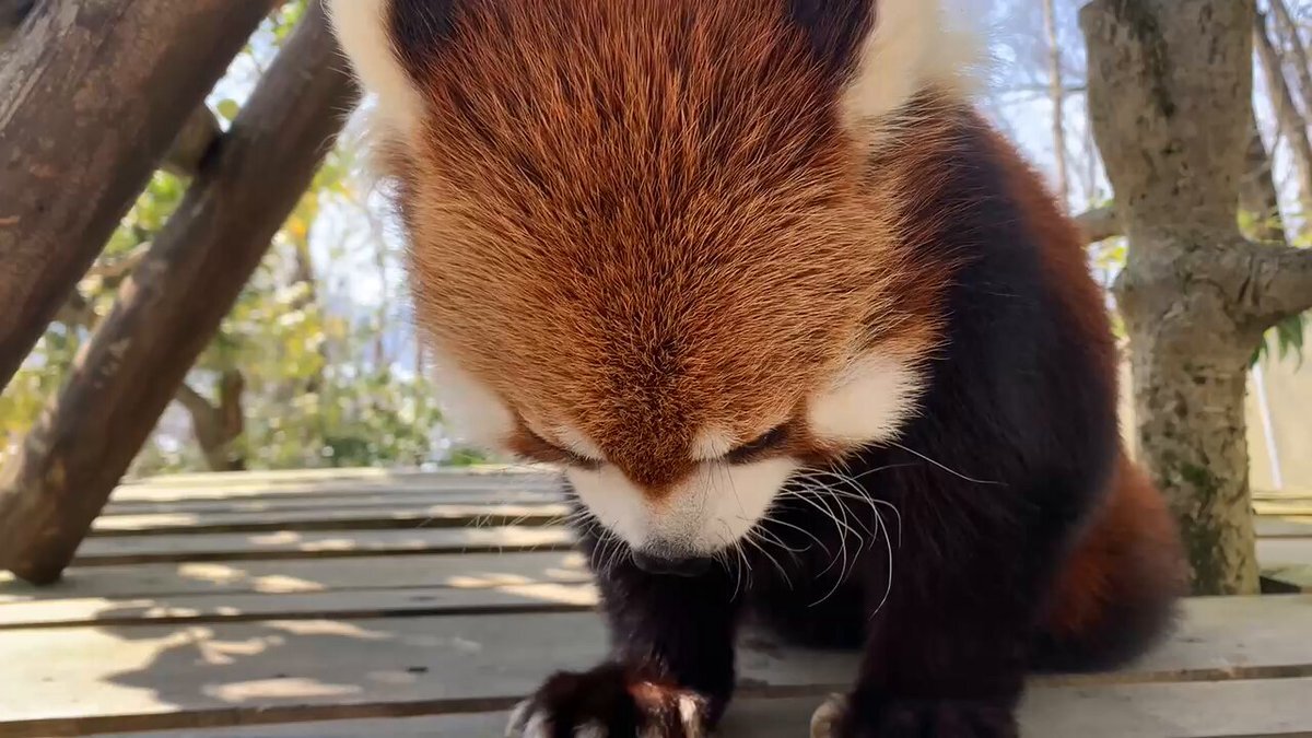 人気ポスト(@nishiyama_zoo) - Yahoo!リアルタイム検索