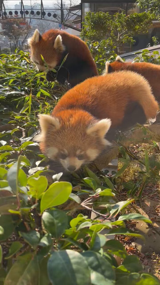 人気ポスト(@nishiyama_zoo) - Yahoo!リアルタイム検索