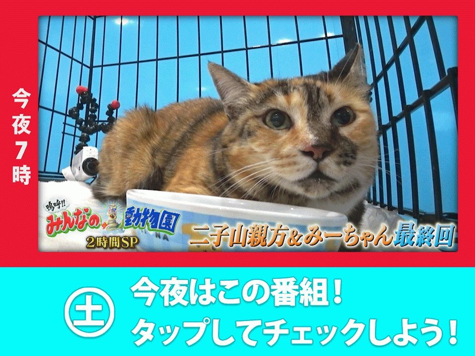 人気ポスト(@nittele_ntv) - Yahoo!リアルタイム検索