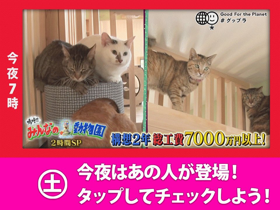 人気ポスト(@nittele_ntv) - Yahoo!リアルタイム検索